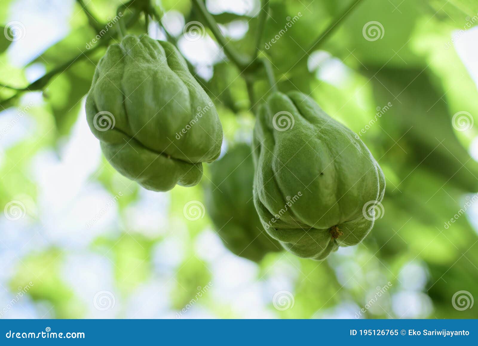 Descubre en cuánto tiempo se cosecha el chayote y aprovecha al máximo ...