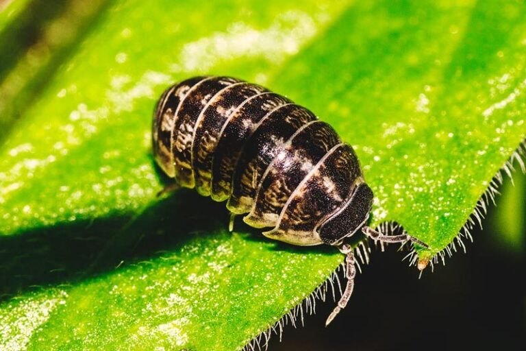 Cochinilla de tierra: ¡Descubre cómo se reproduce y cómo prevenir su ...