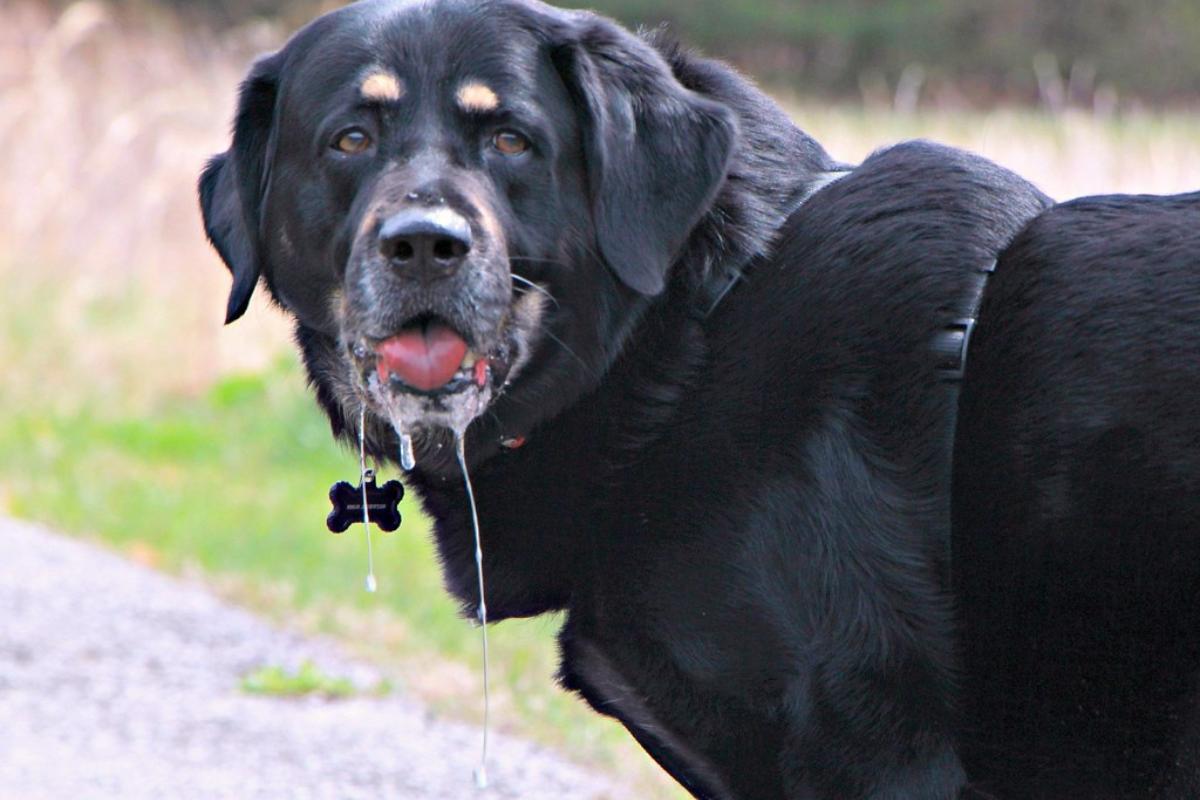 ¡Descubre cómo solucionar el problema del babeo excesivo en tu perro de ...