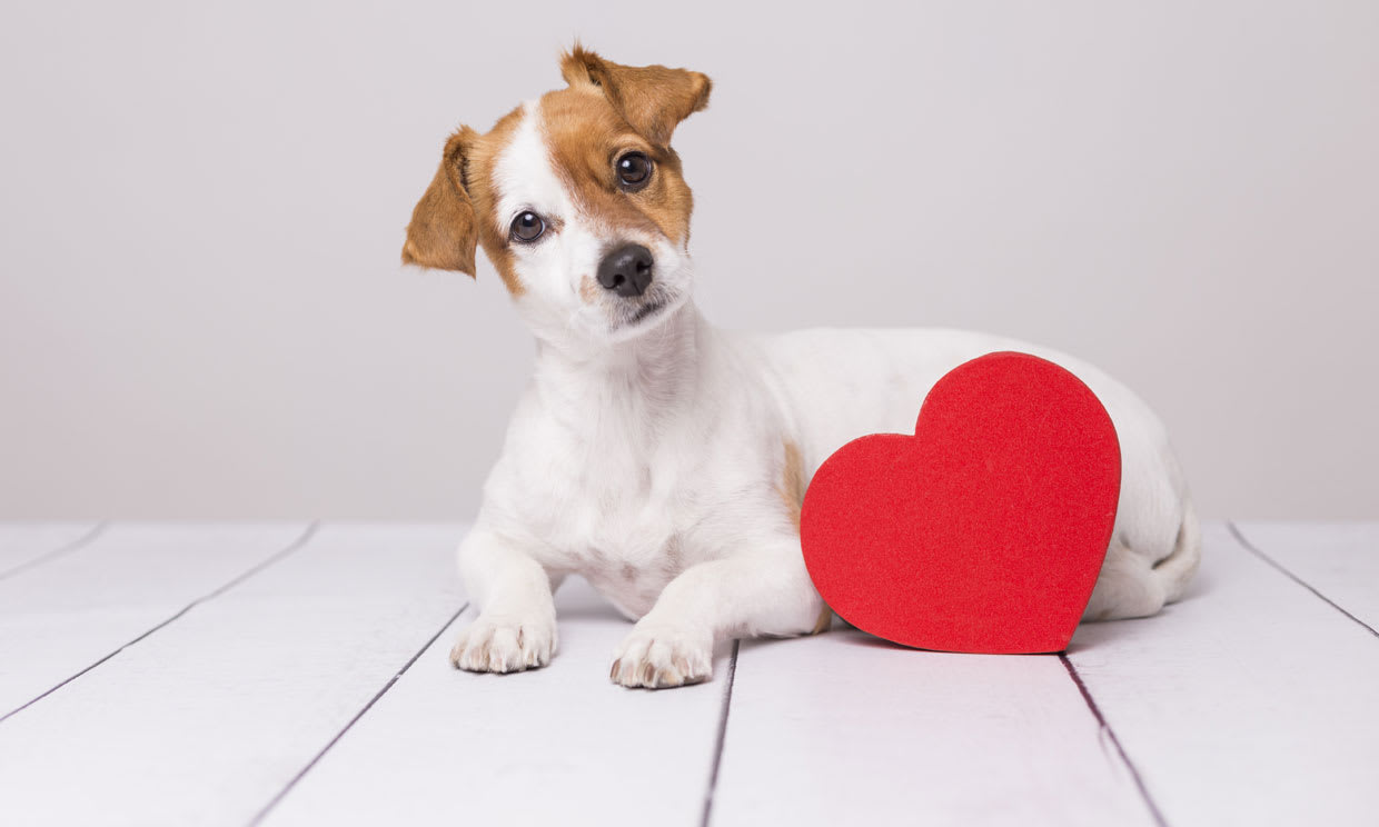 Descubre cuánto dura un perro con corazón grande: increíbles datos que ...